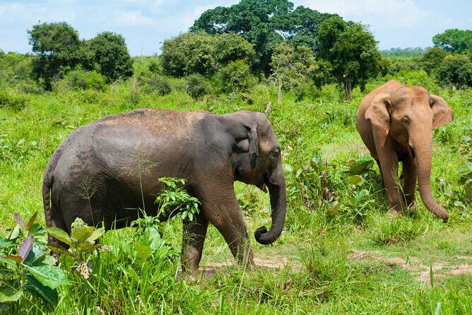 Udawalawe Half Day Safari (Entrance + Lunch) - Who Should Consider This Tour?