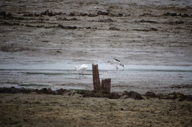 Udawalawe Jeep Safari - Introduction: What Makes This Safari Stand Out?