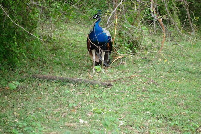 Udawalawe Jeep Safari - What to Expect from Your Udawalawe Safari