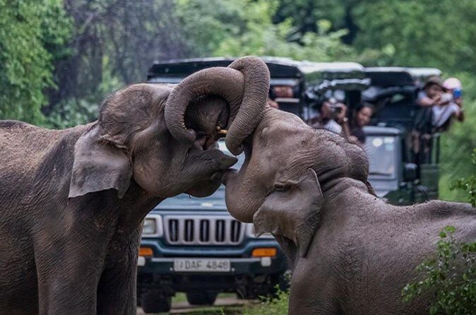 Udawalawe Jeep Safari from Bentota Aluthgama Berawula Area - Final Thoughts
