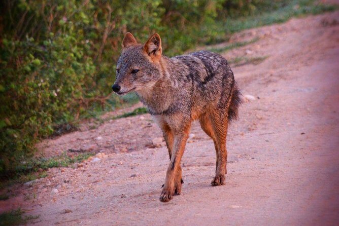 Udawalawe National Park 6-Hour Private Safari Tour - The Sum Up