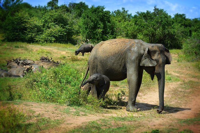 Udawalawe National Park 6-Hour Private Safari Tour - FAQs