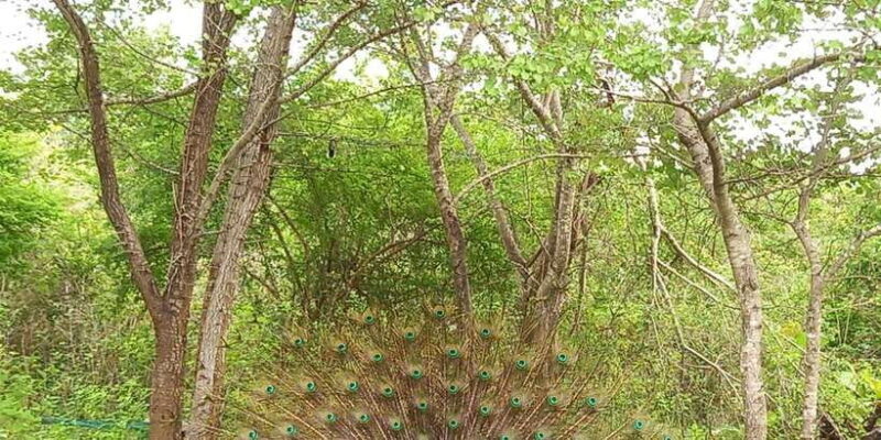 Udawalawe National Park - 7 Hours Private Safari tour - The Sum Up: A Solid Choice for Wildlife Sightings