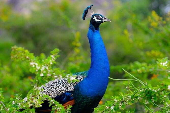 Udawalawe National Park Adventure - An In-Depth Look at the Udawalawe National Park Adventure