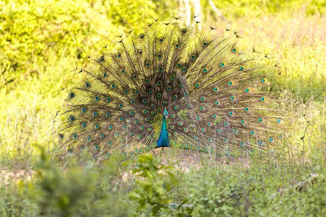 Udawalawe National Park and Elephant Transit Home From Galle - Exploring Sri Lanka’s Wildlife: An Honest Look at the Tour Experience