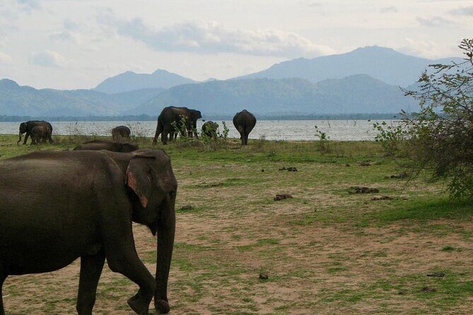 Udawalawe National Park Day trip - Practical Aspects: Transportation, Guide, and Comfort