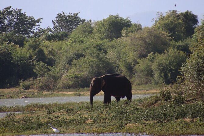 Udawalawe National Park Day trip - What Do Travelers Say?