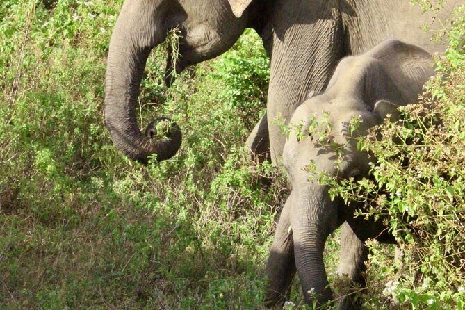 Udawalawe National Park Day trip - Who Will Benefit Most?