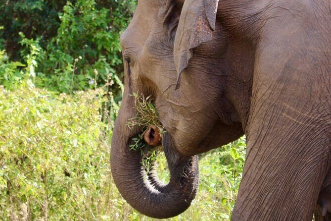 Udawalawe National Park Day trip - The Sum Up