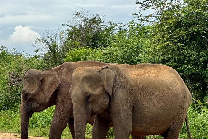 Udawalawe National Park Day trip - FAQ
