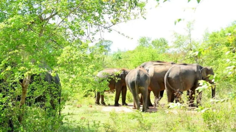 Udawalawe National Park Elephant Safari (Private Jeep) - Practical Tips for Your Safari