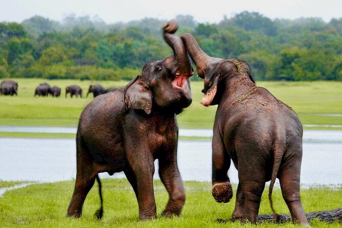 Udawalawe National Park Entrance Ticket with Private Safari - Understanding the Experience: What to Expect