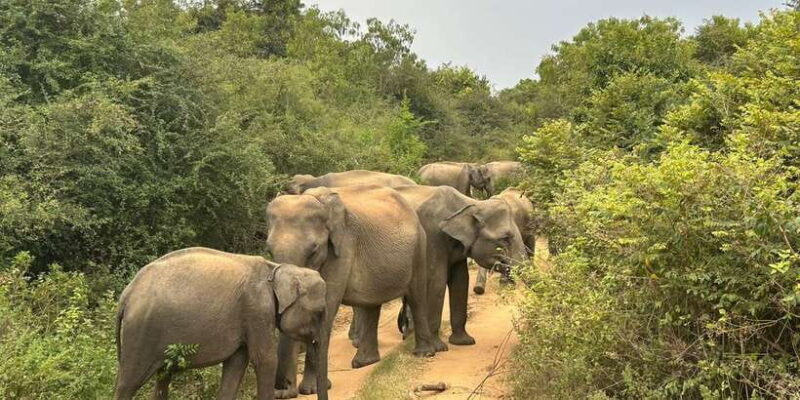 Udawalawe National Park | Full day-10 Hours | All Inclusive - Key Points