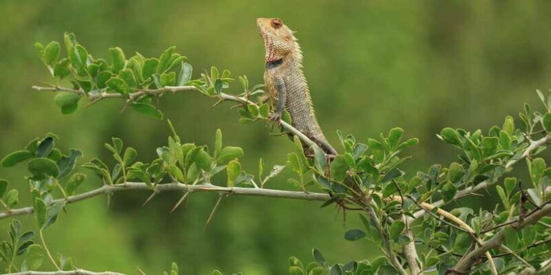 Udawalawe National Park | Full day-10 Hours | All Inclusive - Introduction: An Authentic Safari to Remember