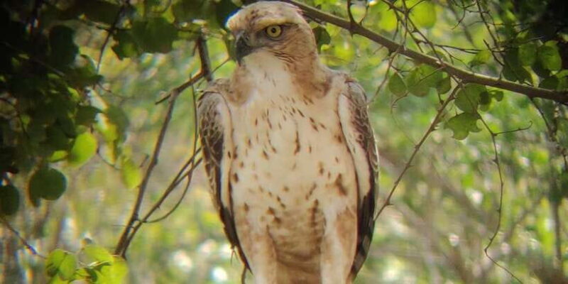 Udawalawe National Park | Full day-10 Hours | All Inclusive - What Sets This Tour Apart