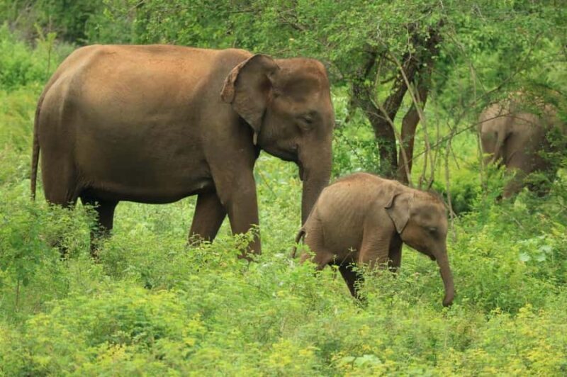 Udawalawe National Park | Full day-10 Hours - Discovering Sri Lanka’s Wildlife on a Full-Day Safari