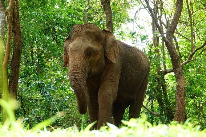 Udawalawe National Park | Half day - Safari tour - Authentic Encounters and reviews