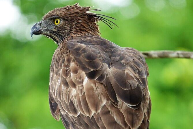 Udawalawe National Park | Half day - Safari tour - The Value of This Tour