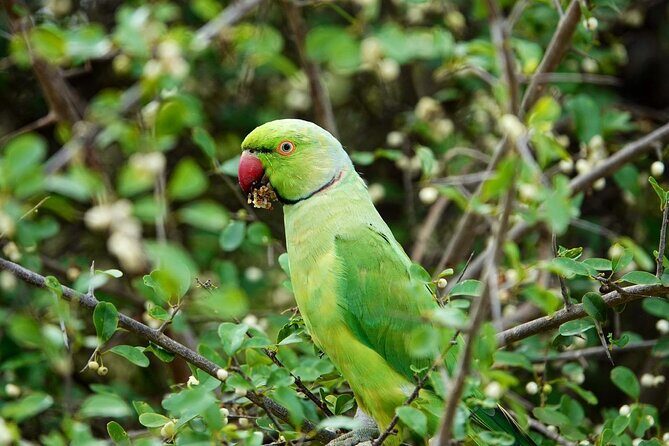 Udawalawe National Park | Half day - Safari tour - Who Should Consider This Tour?