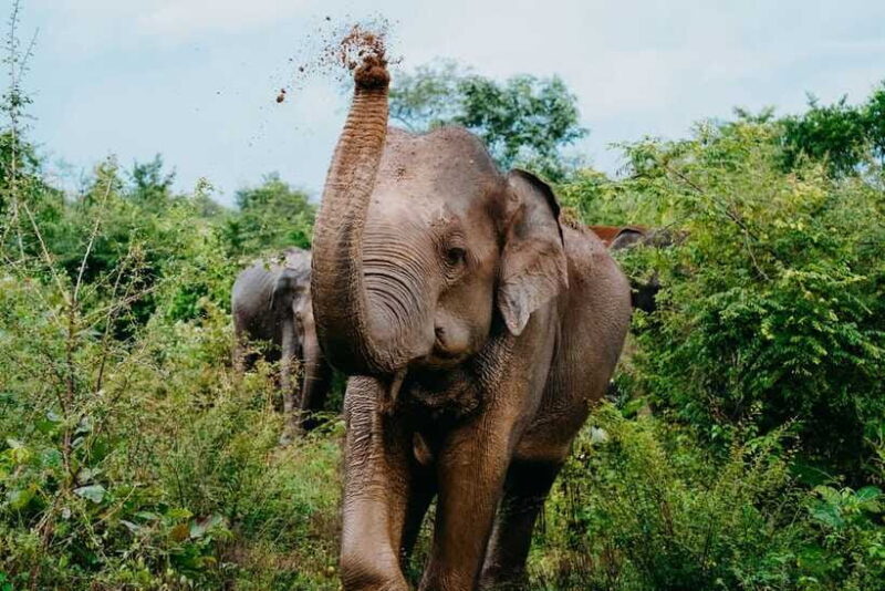 Udawalawe National Park: Half-Day Safari Tour - The Value of the Tour