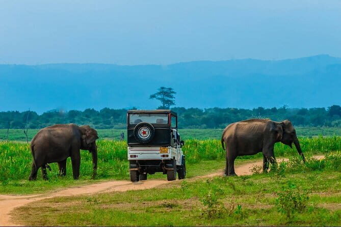 Udawalawe National Park Jeep Safari From Ella / Bandarawela - Why This Tour Offers Value