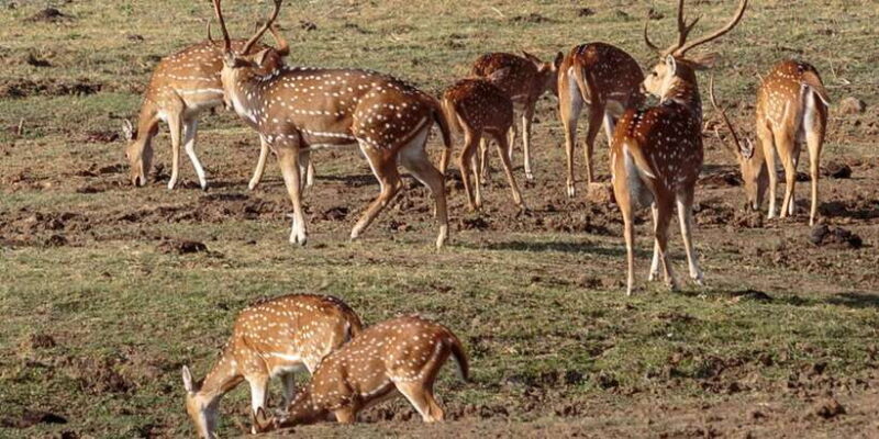 Udawalawe National Park Private Full-Day Safari - The Itinerary and What Makes It Special