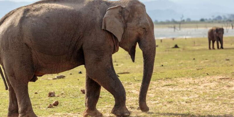 Udawalawe National Park Private Full-Day Safari - Authentic Experiences from the Reviews
