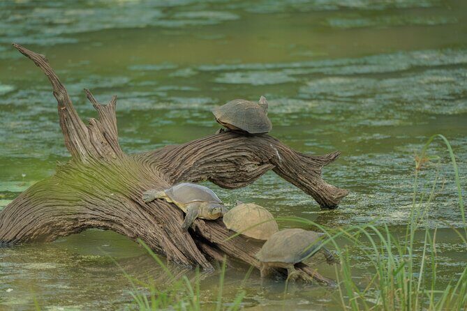 Udawalawe National Park Private Jeep Tour Safari Experience - A Closer Look at the Udawalawe Safari Experience