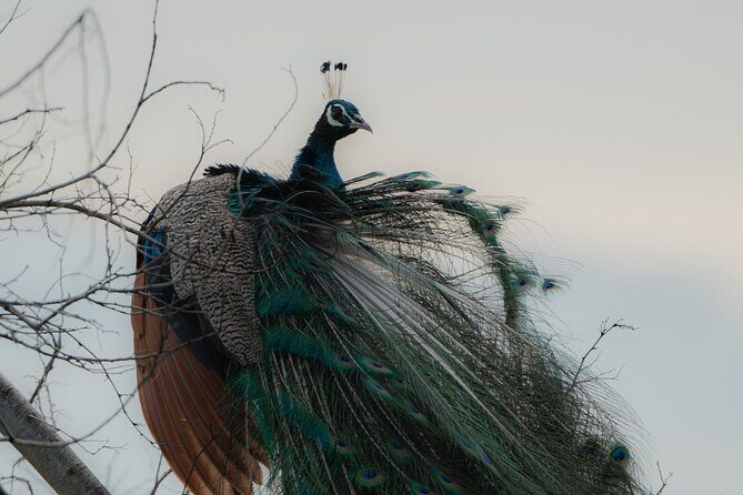 Udawalawe National Park Private Jeep Tour Safari Experience - Who Should Consider This Tour?