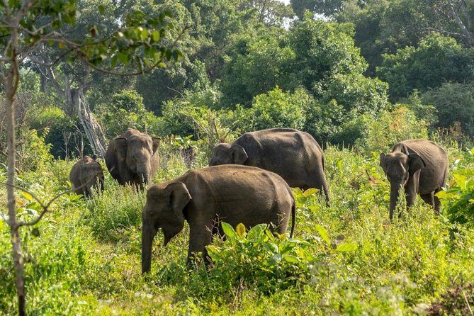 Udawalawe National Park Private Safari - Detailed Breakdown of the Safari Itinerary