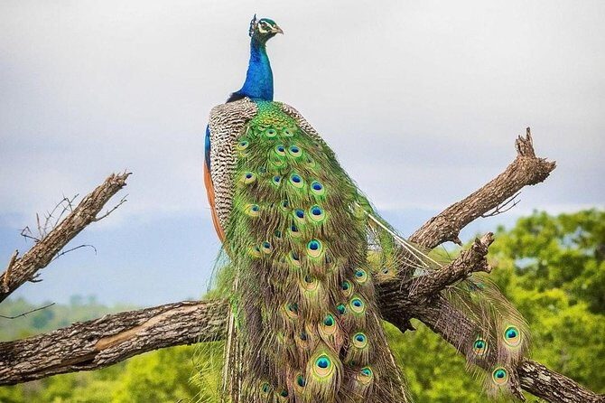 Udawalawe National Park Private Safari - Who Will Love This Safari?