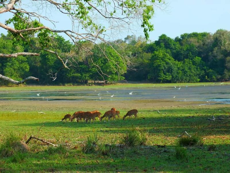 Udawalawe National Park: Private Safari From Colombo - What Makes This Tour Stand Out