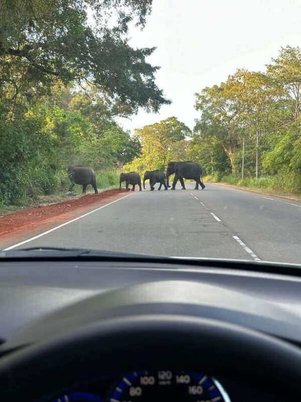Udawalawe National Park: Private Safari From Colombo - Final Thoughts