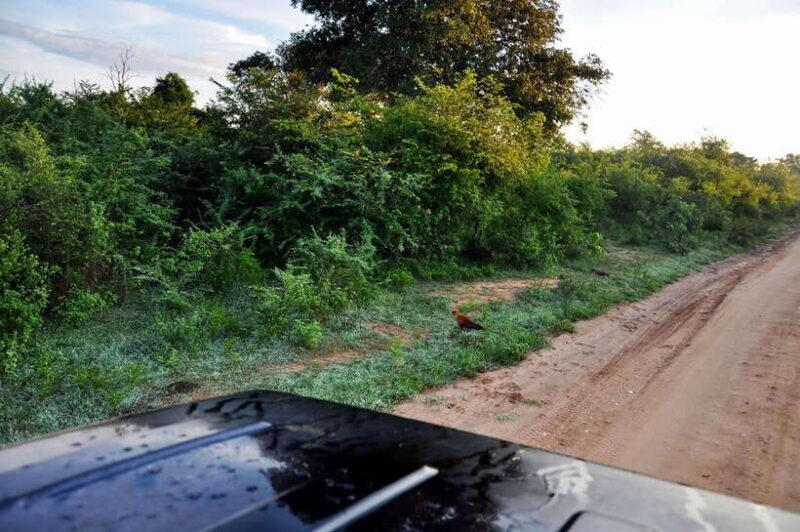 Udawalawe National Park Private Safari from Kalutara - A Practical Look at the Safari Experience