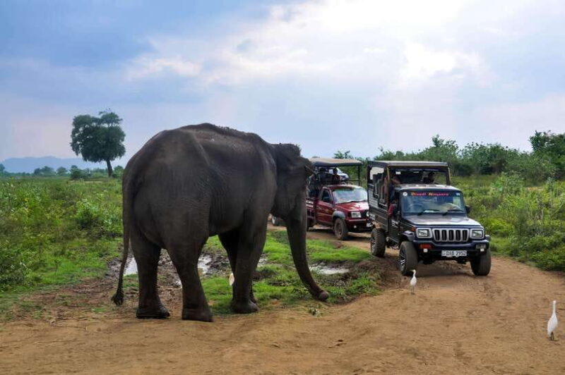 Udawalawe National Park Private Safari from Kalutara - Final Thoughts