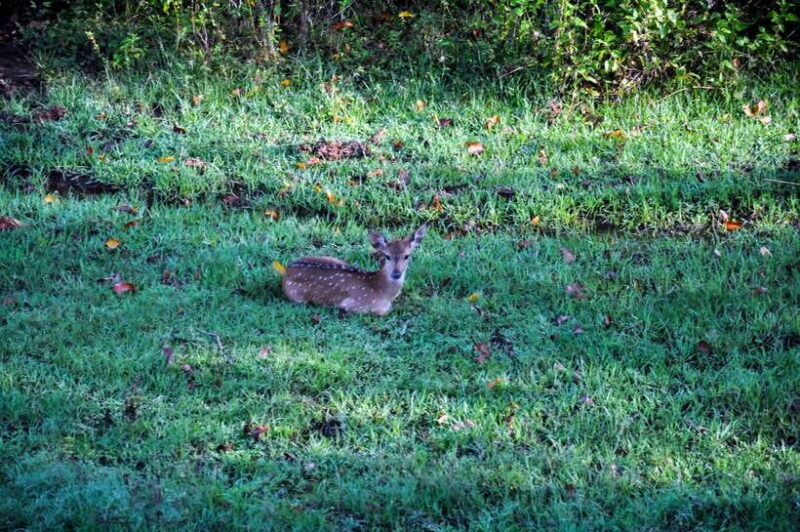 Udawalawe National Park Private Safari from Kalutara - FAQs