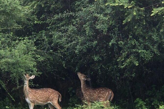 Udawalawe National Park Private Safari Tour - The Value of the Experience