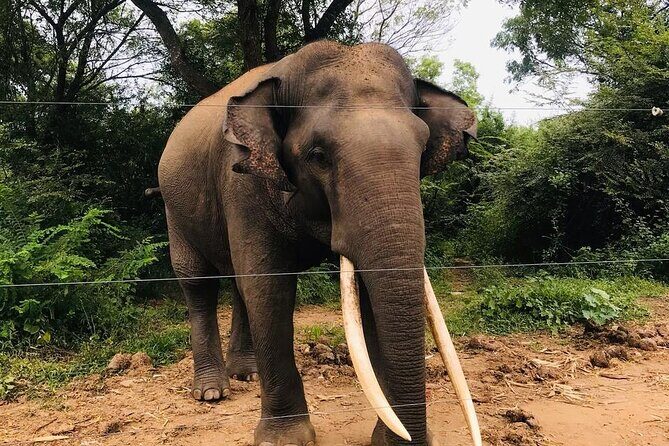 Udawalawe National Park Private Safari Tour - Final Thoughts