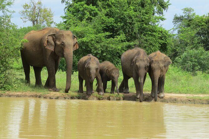 Udawalawe National Park - Private Safari with Gotrex Tours - What Makes This Safari Stand Out?