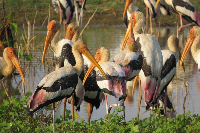 Udawalawe National Park - Private Safari with Gotrex Tours - Practical Details and Tips