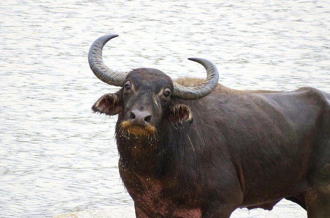 Udawalawe National Park - Private Safari with Gotrex Tours - Who Should Consider This Tour?