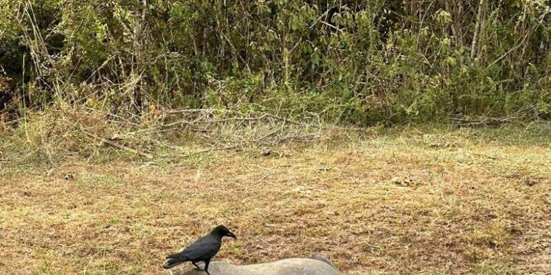 Udawalawe National Park Safari and Elephant Transit Home - Key Points