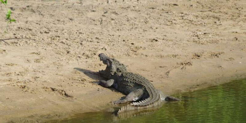 Udawalawe National Park Safari and Elephant Transit Home - Why Choose This Udawalawe Safari?