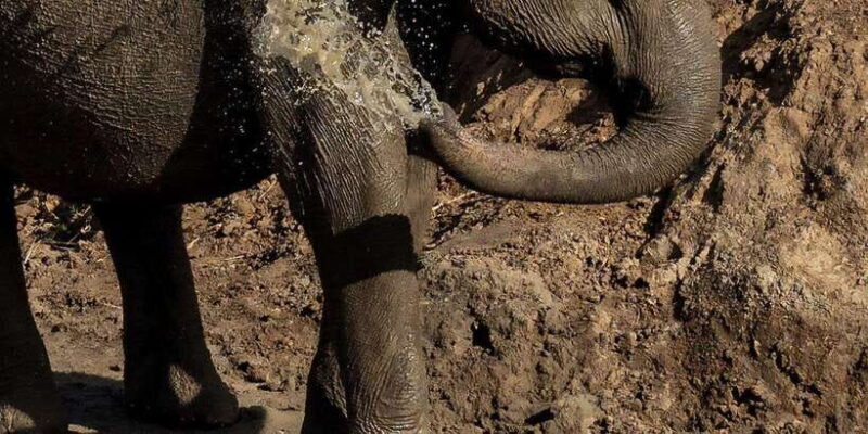 Udawalawe National Park Safari and Elephant Transit Home - The Elephant Transit Home: A Heartwarming Visit