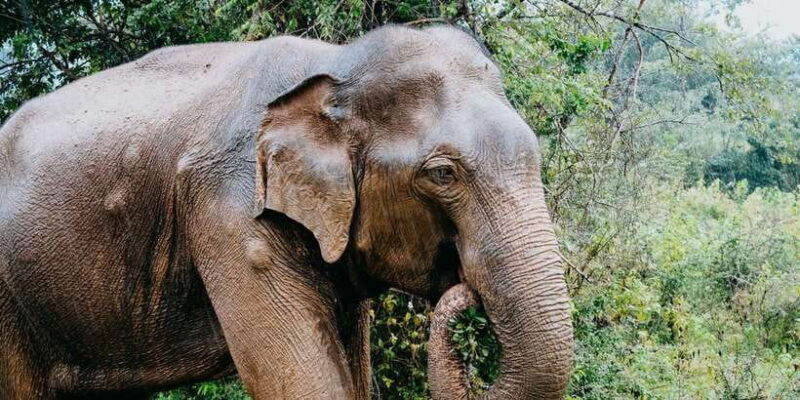 Udawalawe National Park Safari and Elephant Transit Home - Practical Tips for Booking