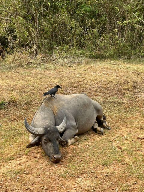 Udawalawe National Park Safari and Elephant Transit Home - Top Reasons to Book This Tour