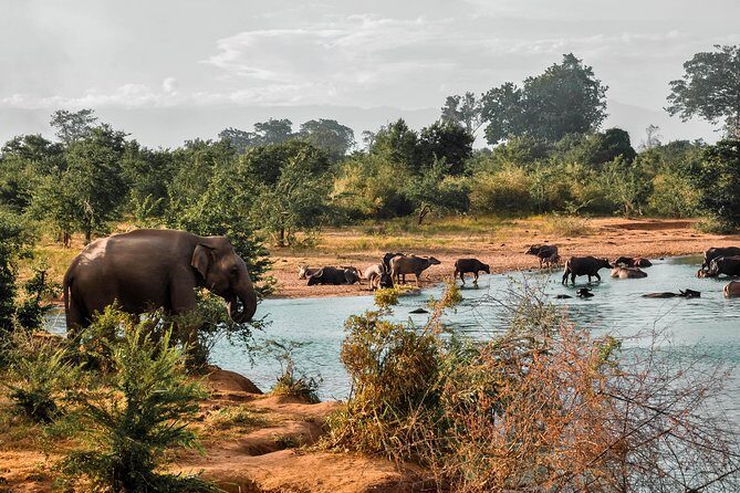 Udawalawe National Park Safari - How This Tour Fits Into Your Sri Lanka Itinerary