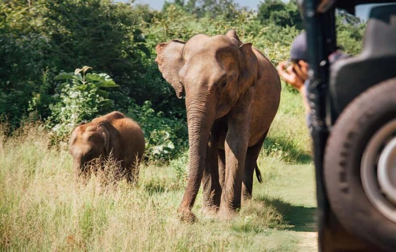 Udawalawe National Park Safari Eco Jeep Adventure - Why This Tour Offers Good Value