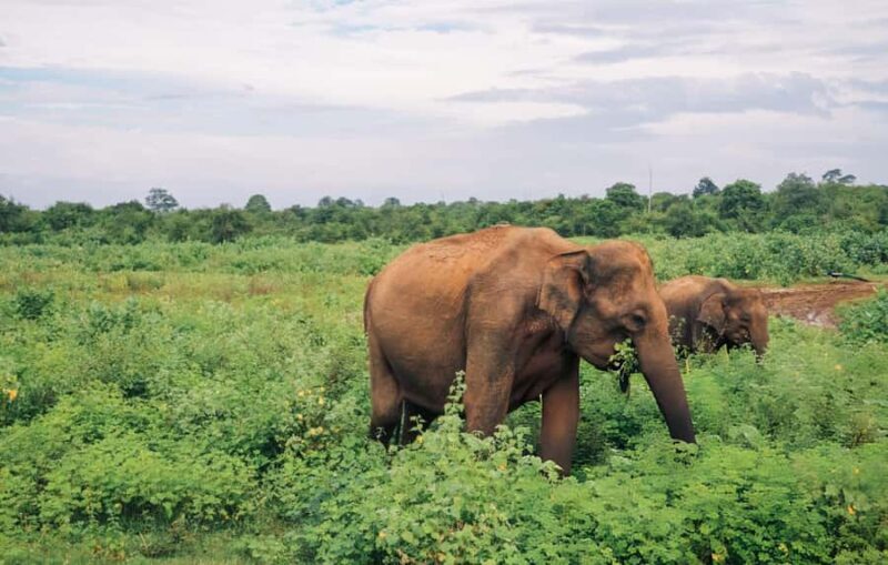 Udawalawe National Park Safari Eco Jeep Adventure - The Sum Up