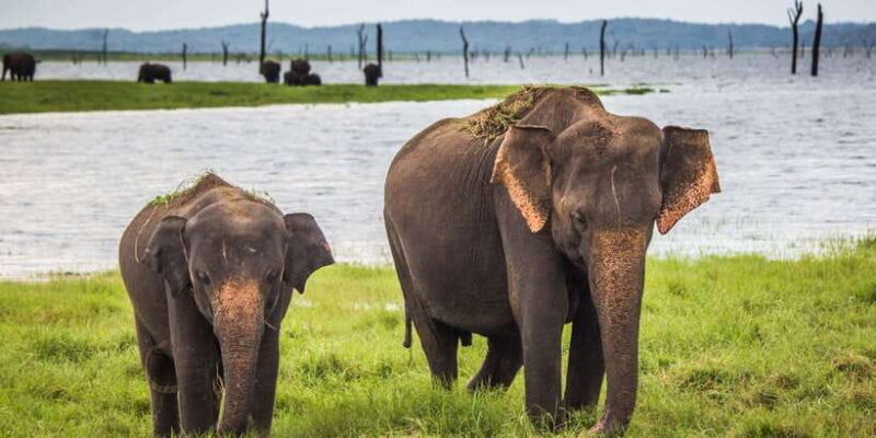 Udawalawe: National Park Safari & Elephant Transit Home Tour - Who Will Love This Tour?